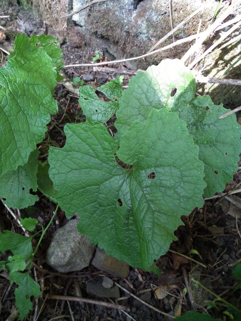 Garlic Mustard (Alliaria Petiolata) Identification