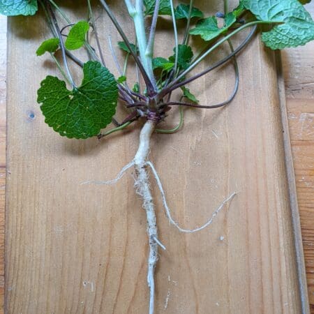 Garlic Mustard (Alliaria Petiolata) Identification