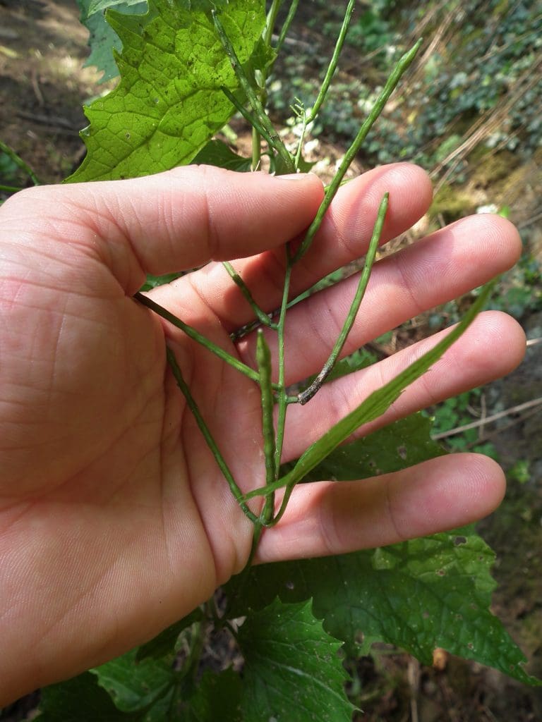 Garlic Mustard (Alliaria Petiolata) Identification