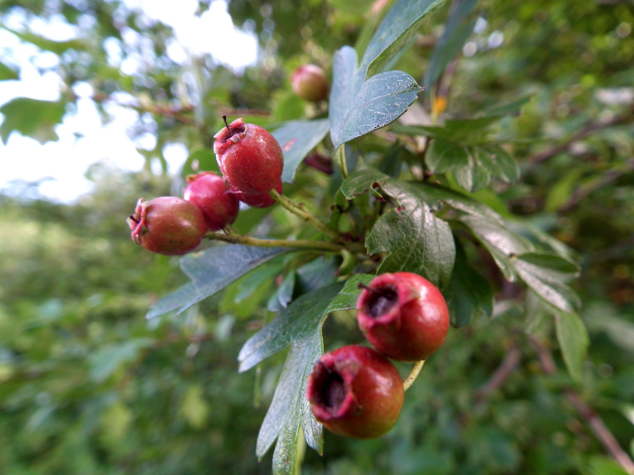 Hawthorn (Crataegus monogyna) Identification