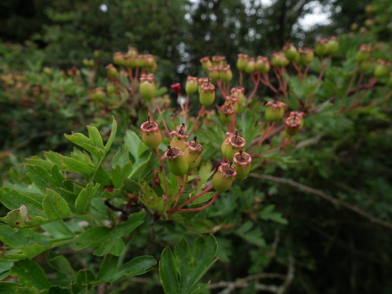 Hawthorn (Crataegus monogyna) Identification