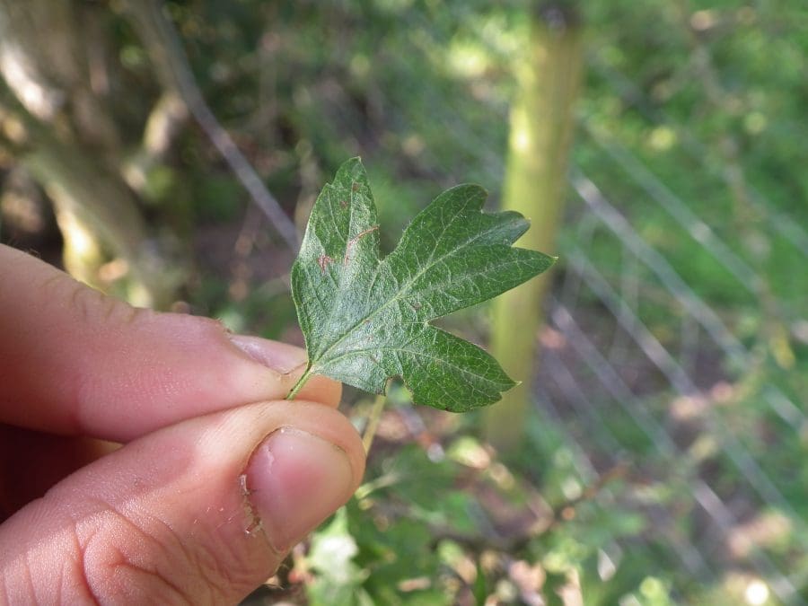 Hawthorn (Crataegus monogyna) Identification