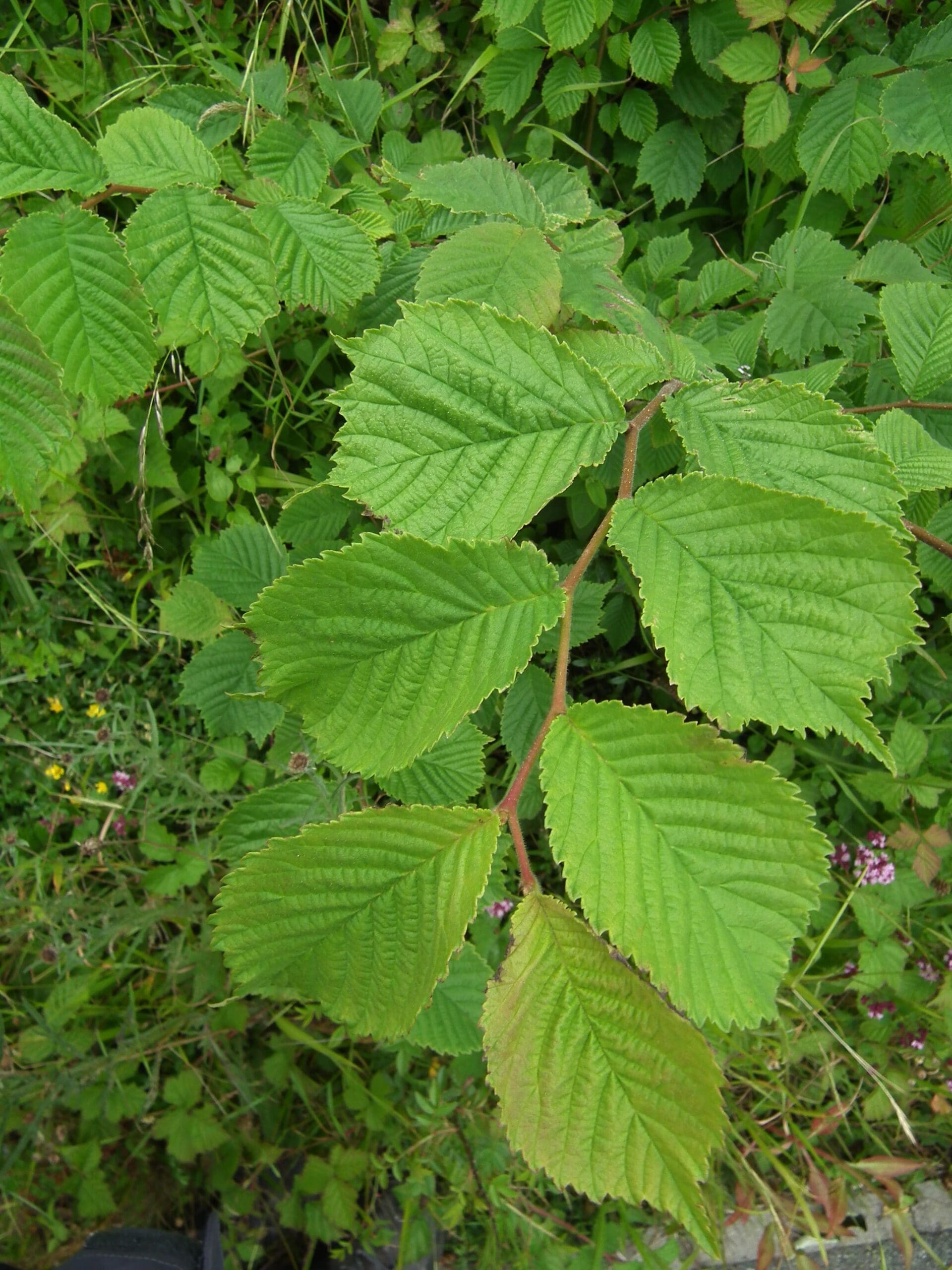 Hazel (Corylus avellana) Identification