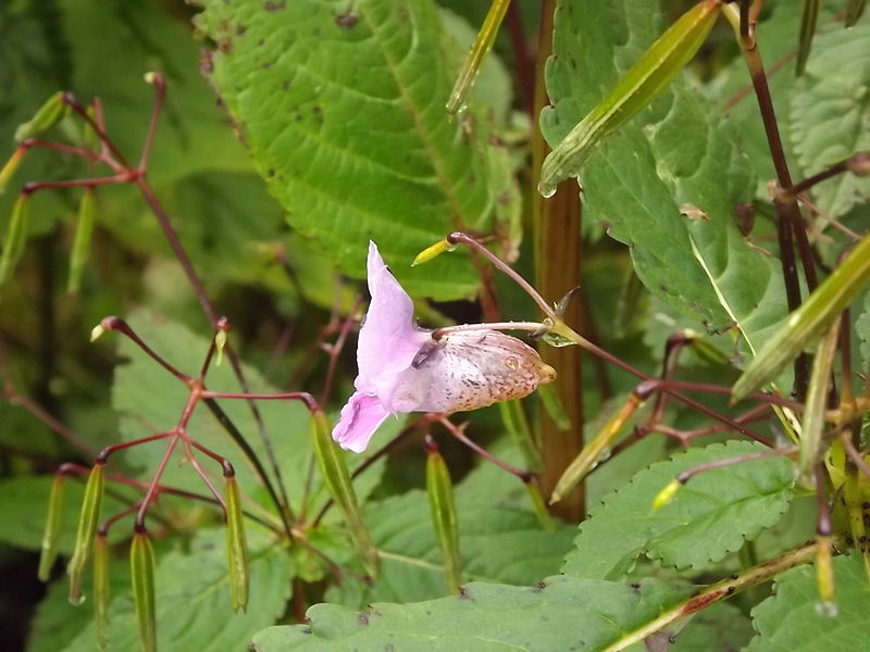 Himalayan Balsam (Impatiens glandulifera)
