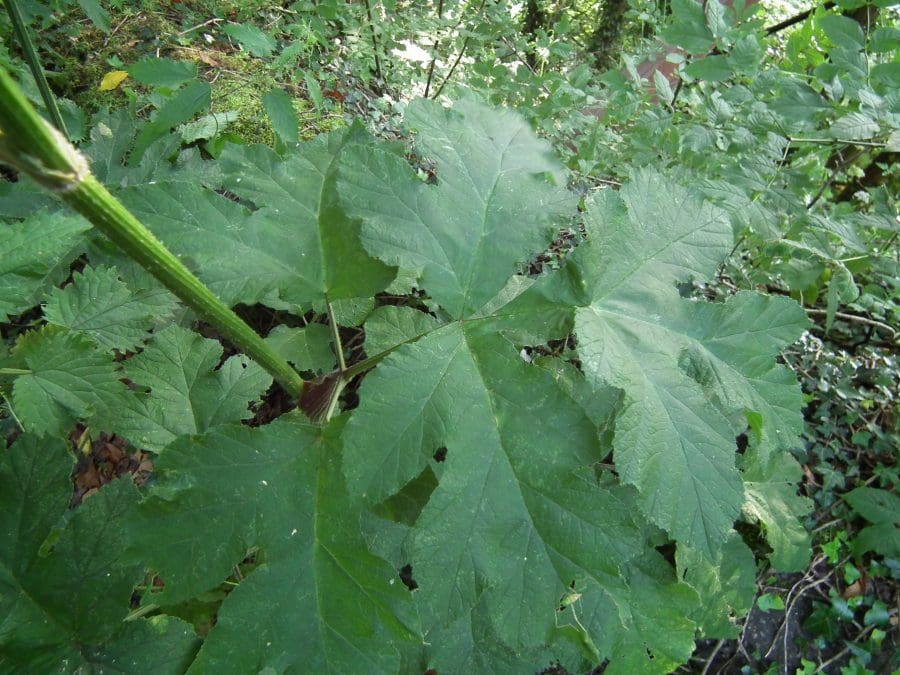 Common Hogweed (Heracleum Sphondylium) Identification