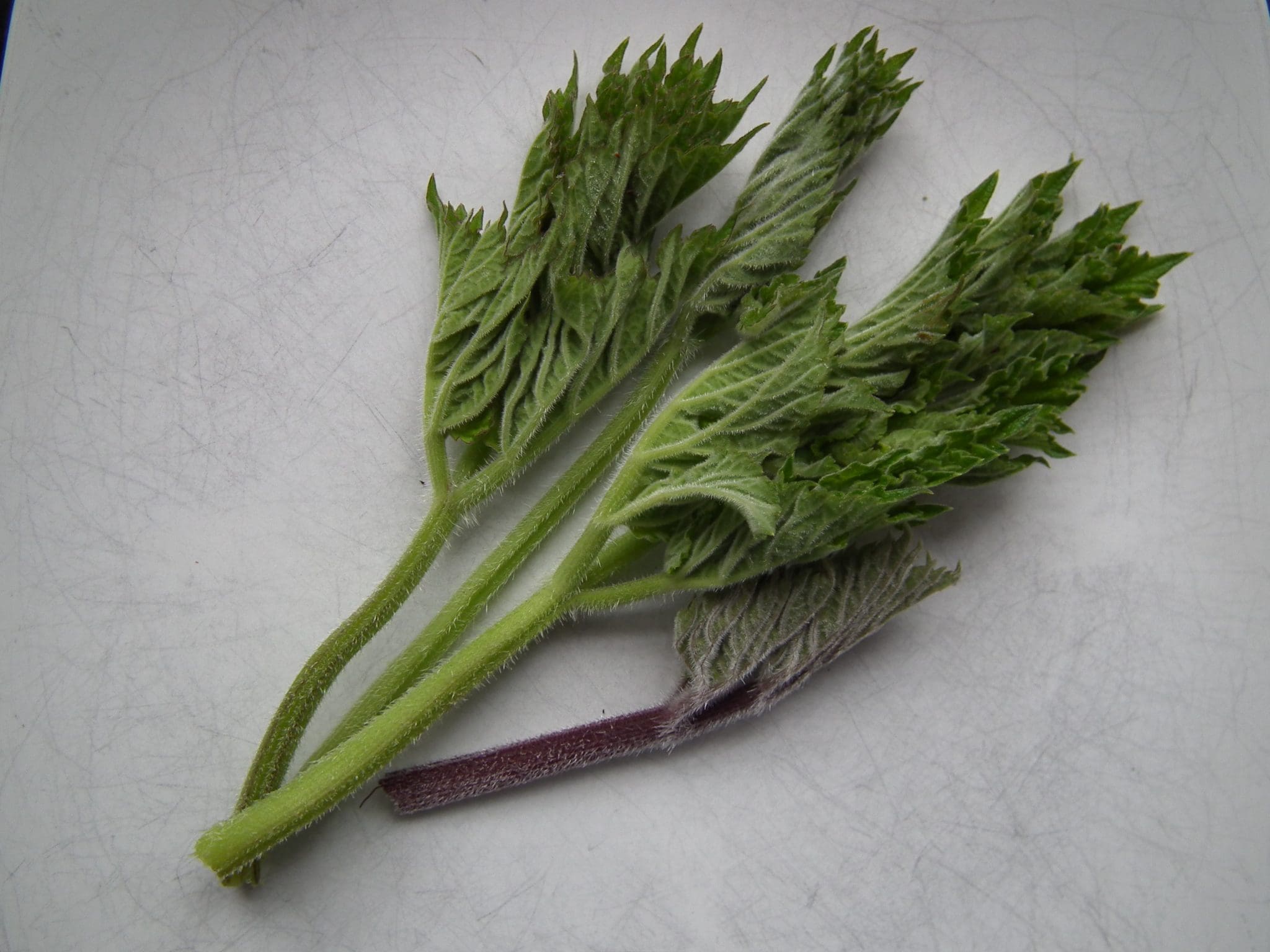 Identify Mugwort