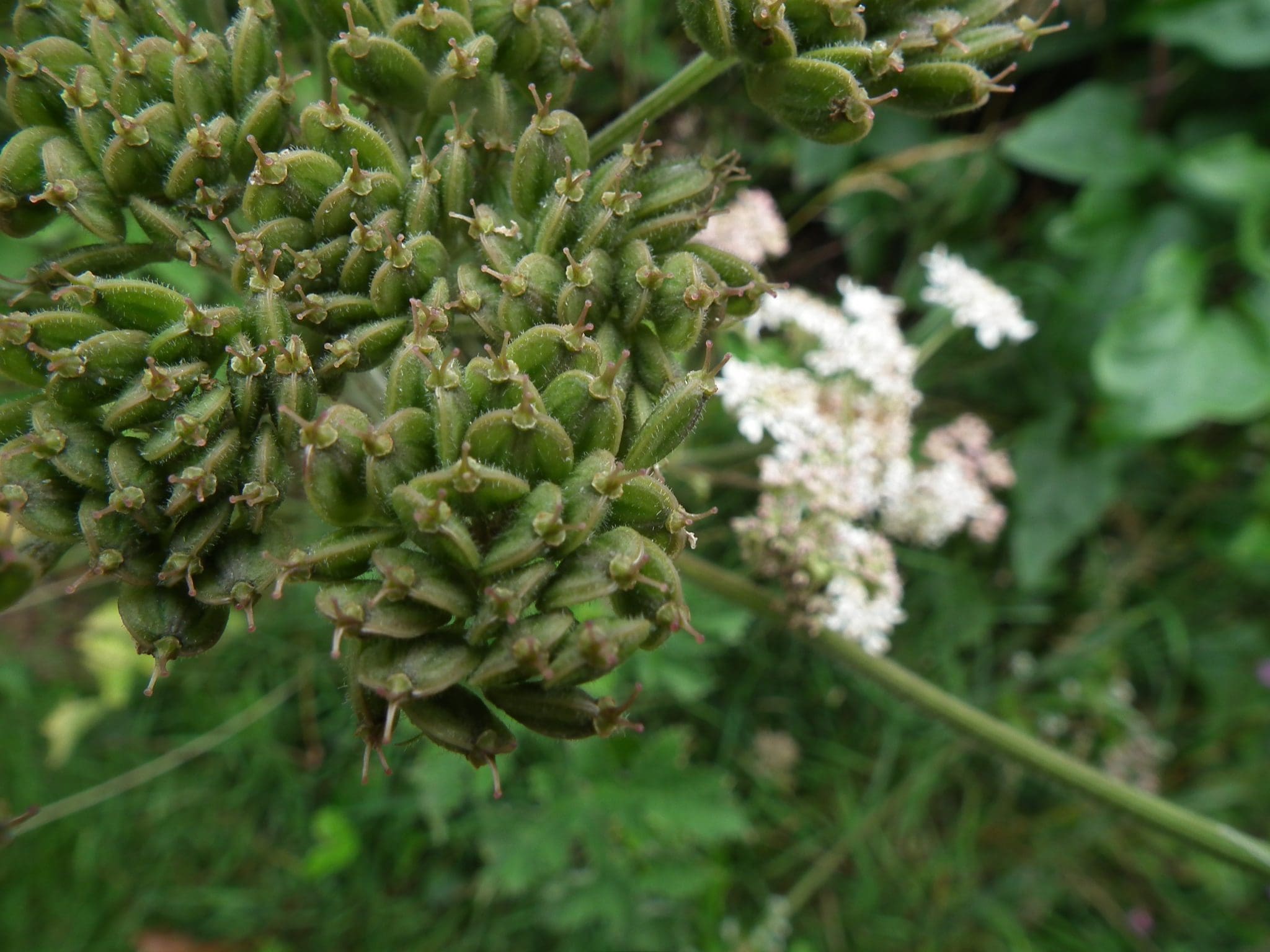 Common Hogweed (Heracleum Sphondylium) Identification