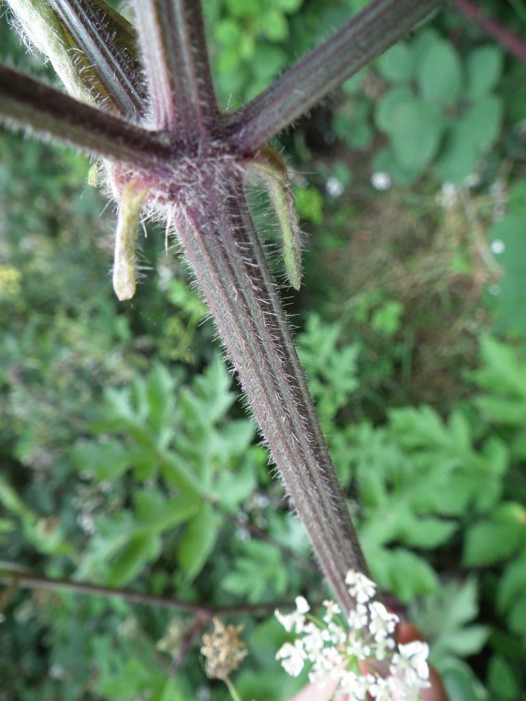 Common Hogweed (Heracleum Sphondylium) Identification