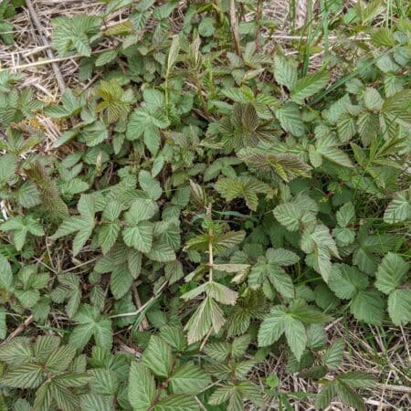 Meadowsweet (Filipendula ulmaria) Identification
