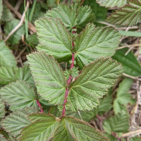 Meadowsweet (Filipendula ulmaria) Identification