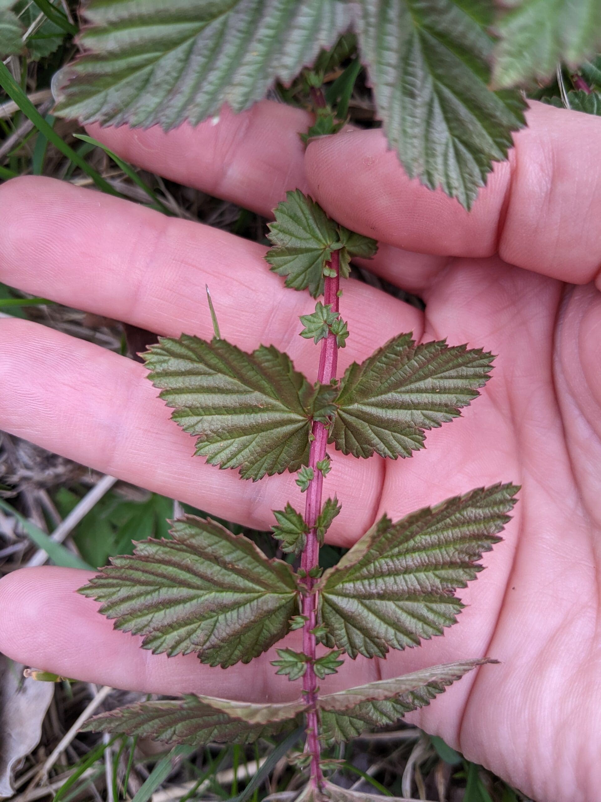 Meadowsweet (Filipendula ulmaria) Identification