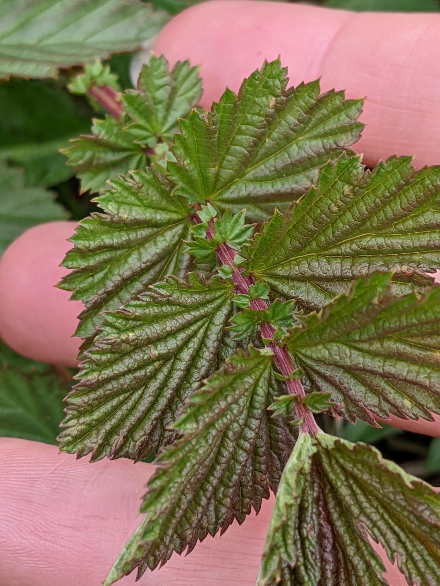 Meadowsweet (Filipendula ulmaria) Identification