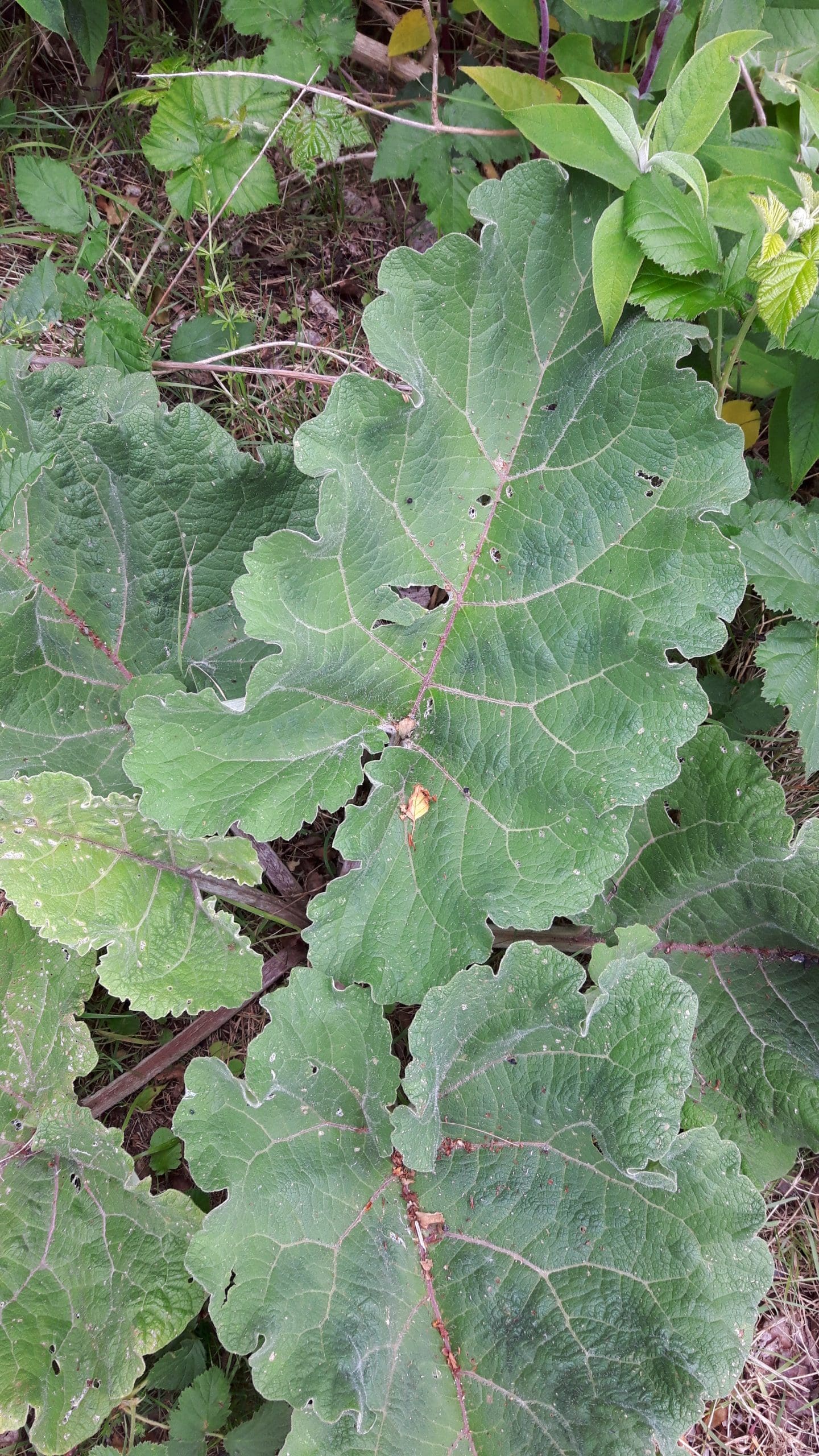 Burdock (Arctium lappa) Identification