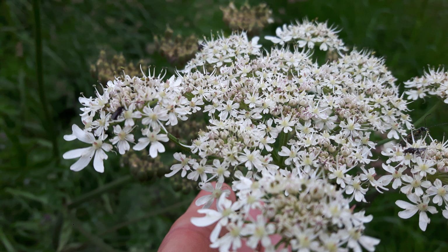 Common Hogweed (Heracleum Sphondylium) Identification