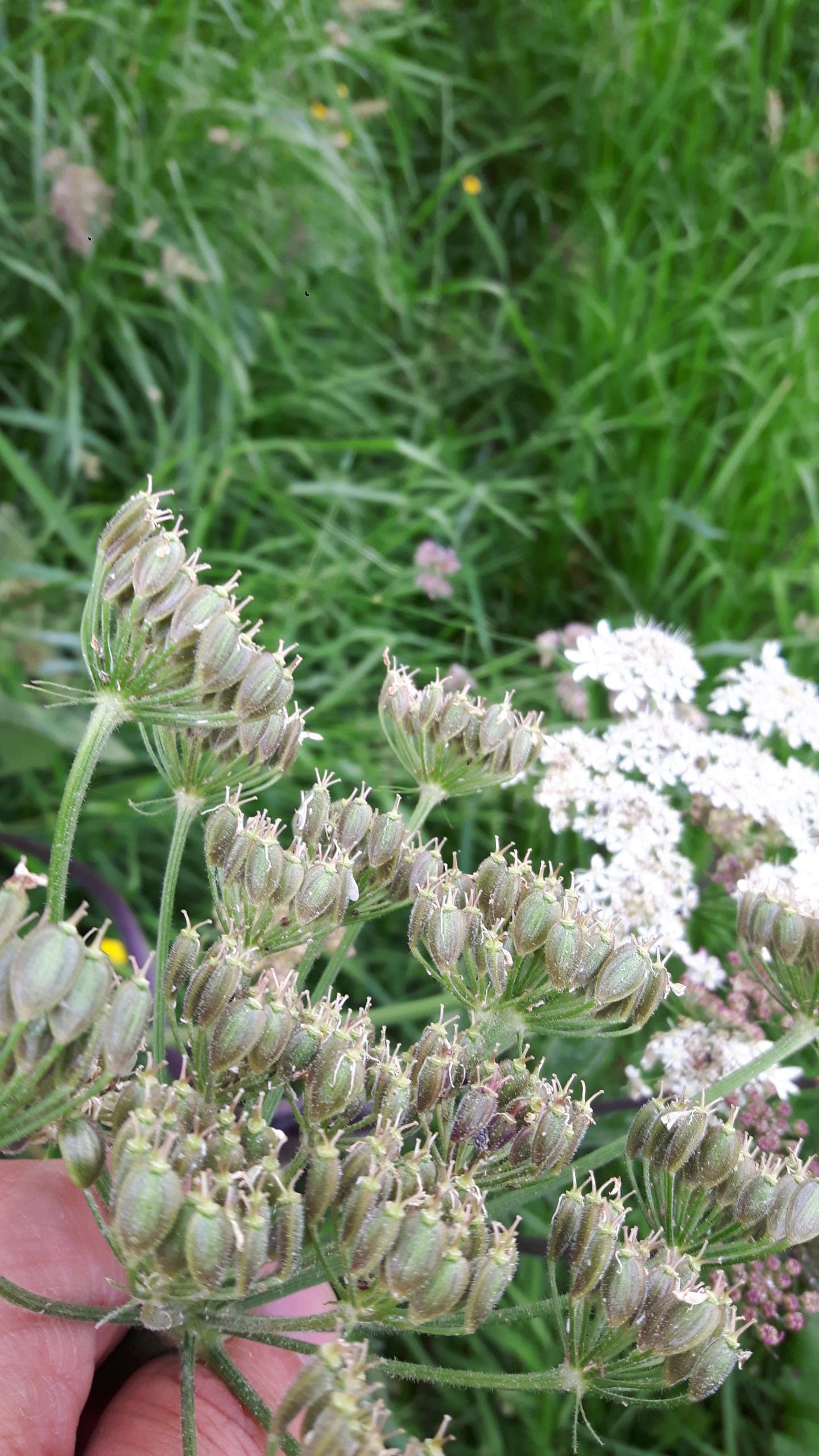 Common Hogweed (Heracleum Sphondylium) Identification