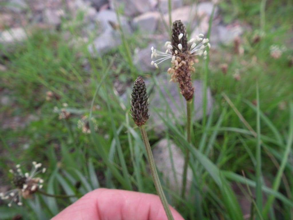 Common Reed (Phragmites australis) Identification