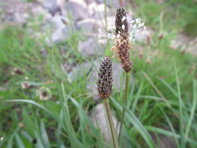Ribwort Plantain (Plantago lanceolata) Identification