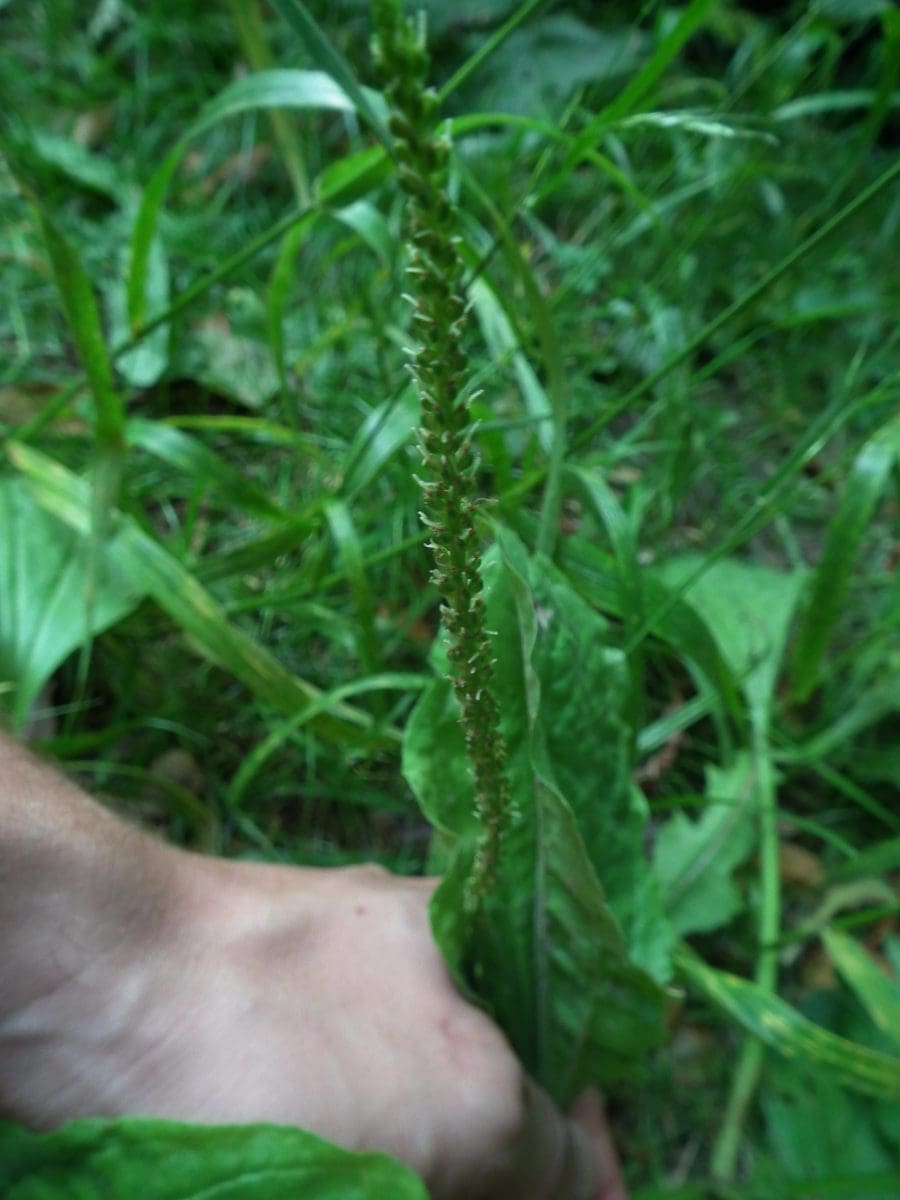 Broad Leaved Plantain (Plantago major) Identification