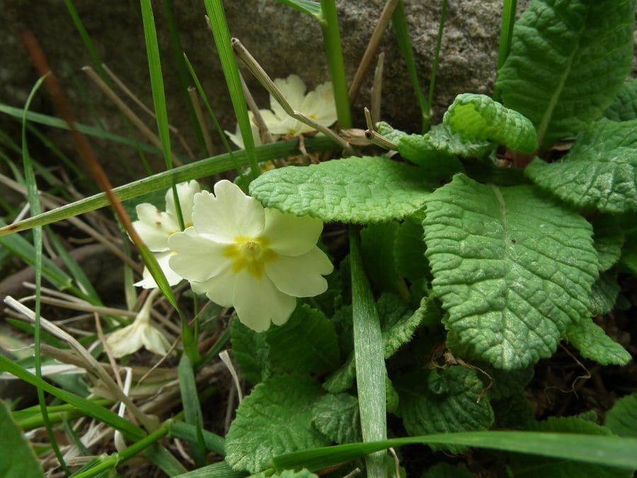 Primrose (Primula vulgaris) Identification Guide