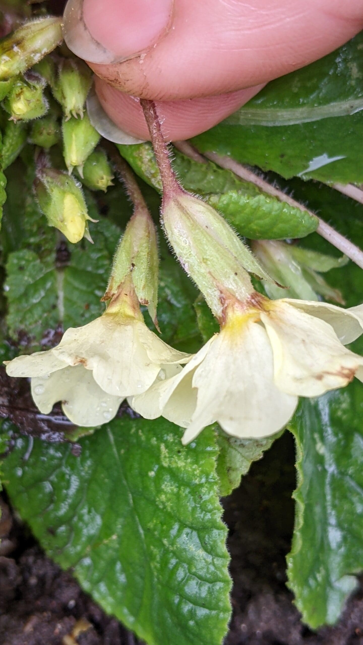 Primrose (Primula vulgaris) Identification Guide