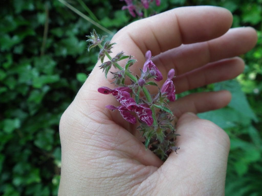 Dead Nettle (Lamium album & Spp) Identification