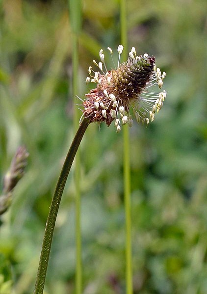 Ribwort Plantain (Plantago lanceolata) Identification - Totally Wild UK