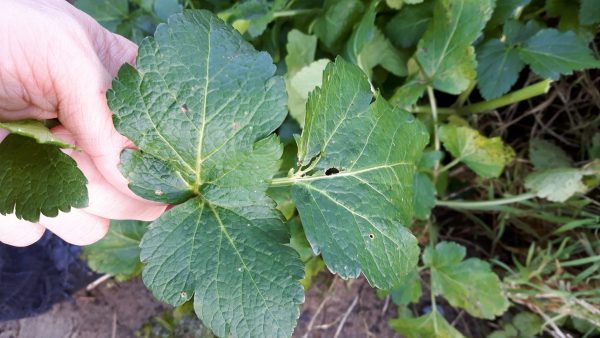 Alexanders (Smyrnium Olusatrum) Identification