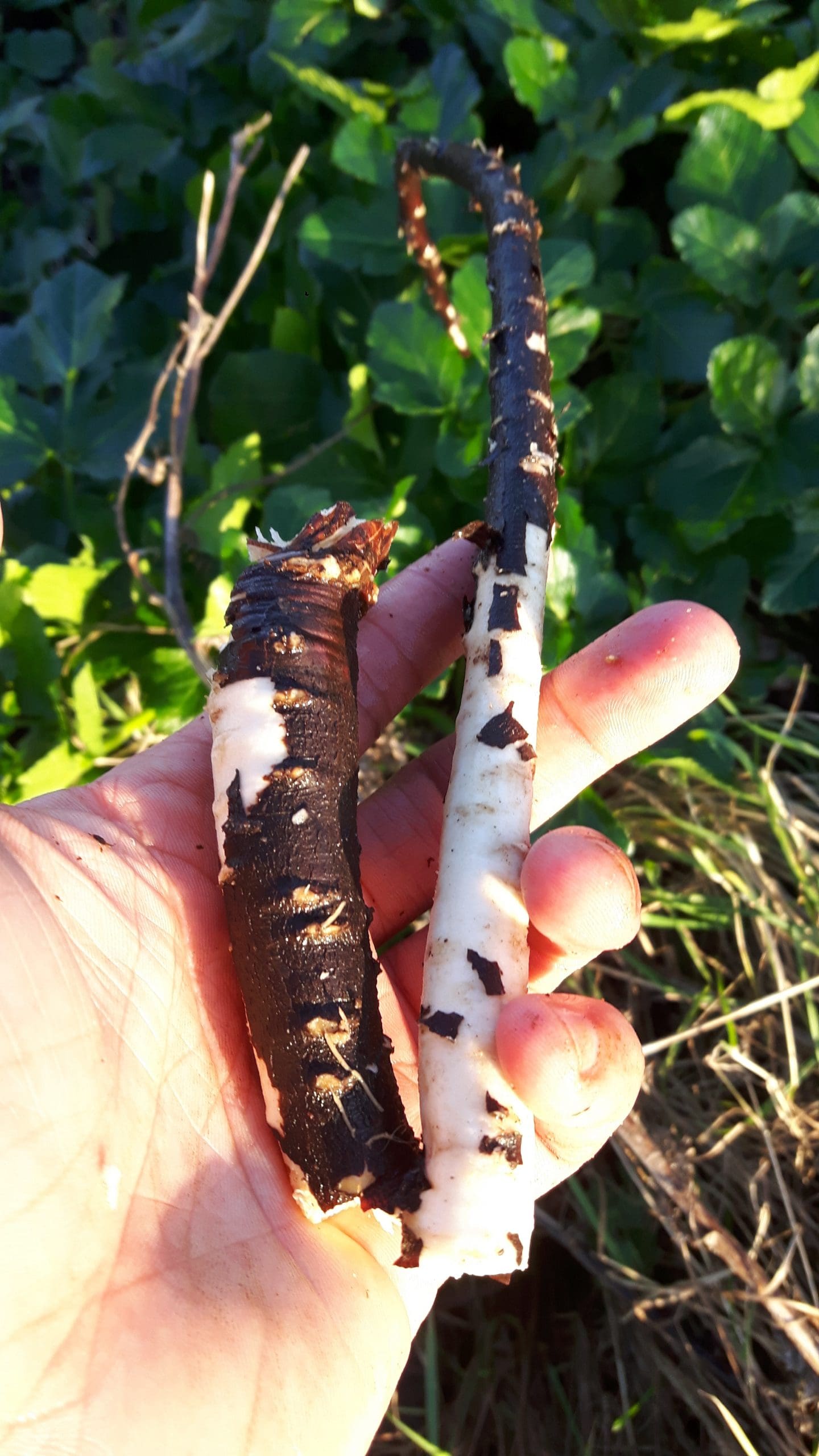 Alexanders (Smyrnium Olusatrum) Identification