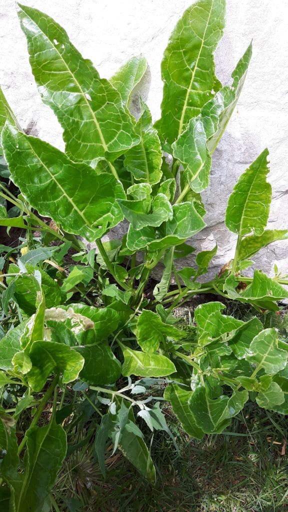 Sea Beet (Beta vulgaris maritima) Identification