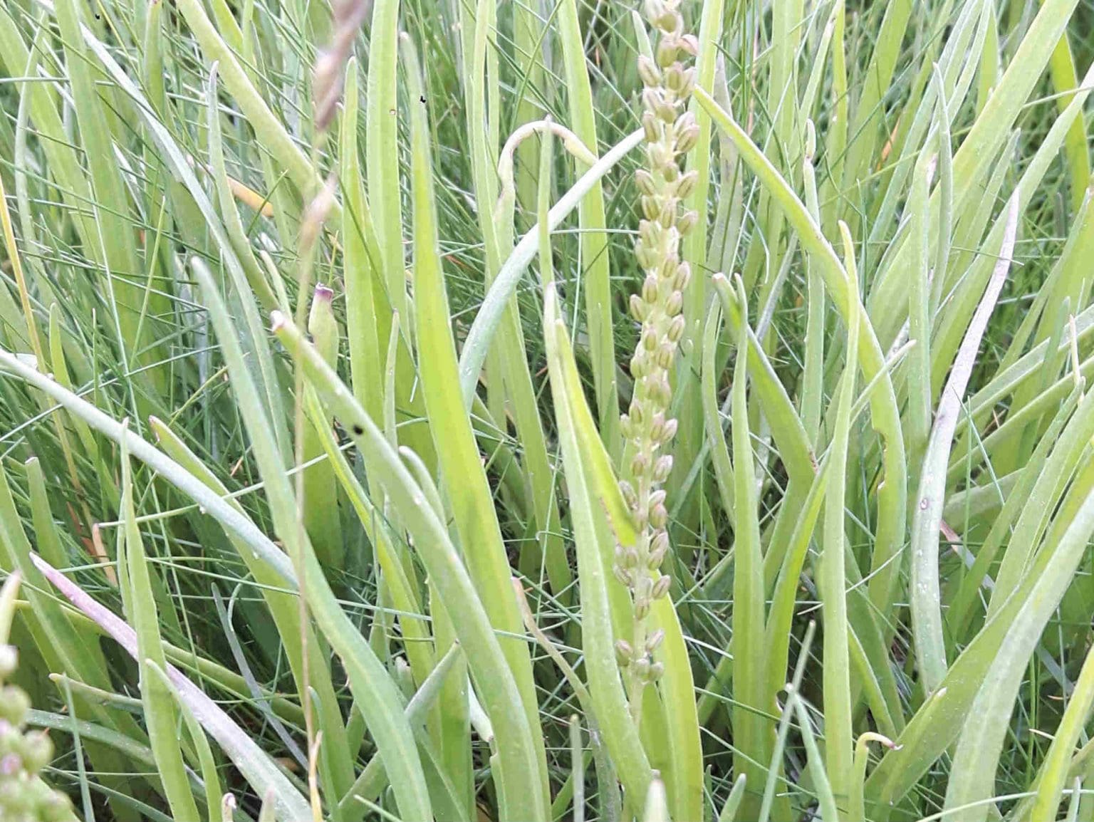 Sea Arrowgrass (Triglochin maritima) Identification