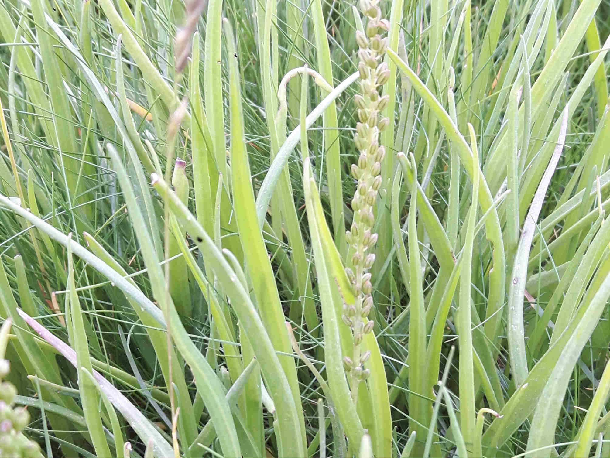 Sea Arrowgrass (Triglochin maritima) Identification