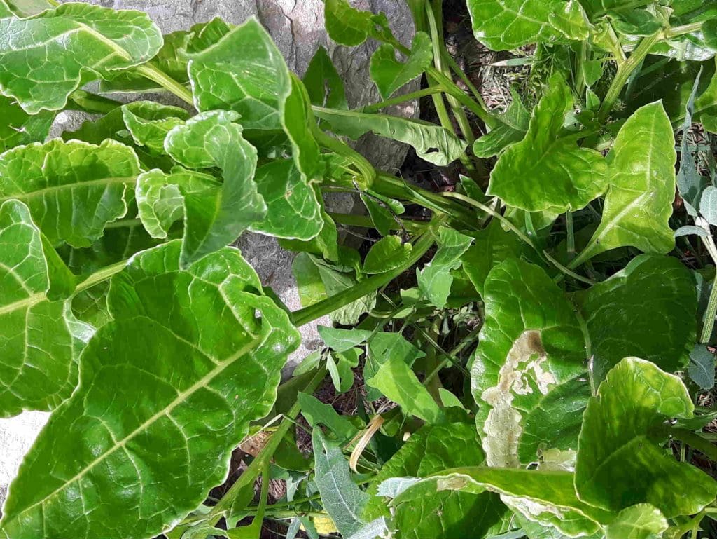 Sea Beet (Beta vulgaris maritima) Identification