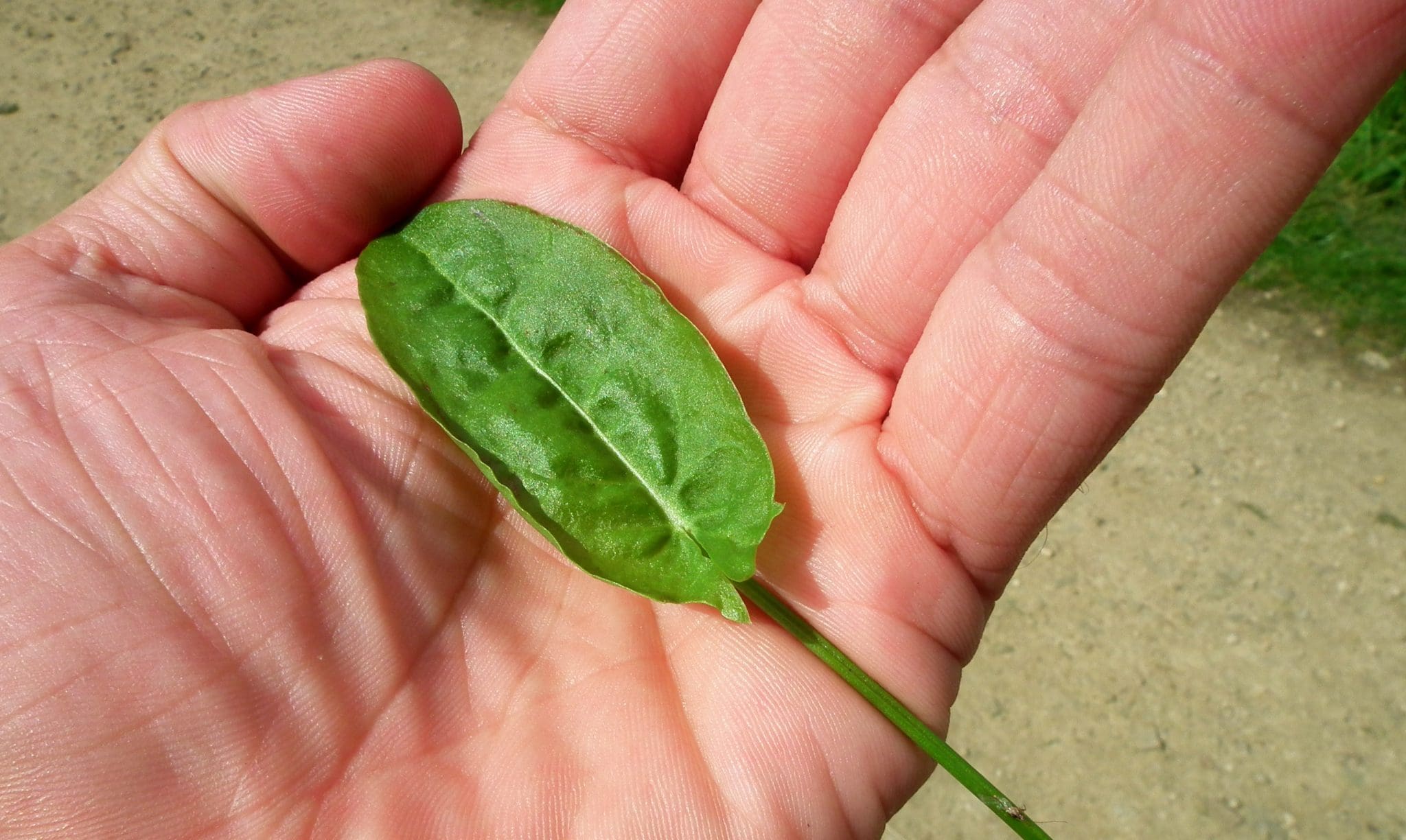 Common Sorrel (Rumex acetosa) Identification