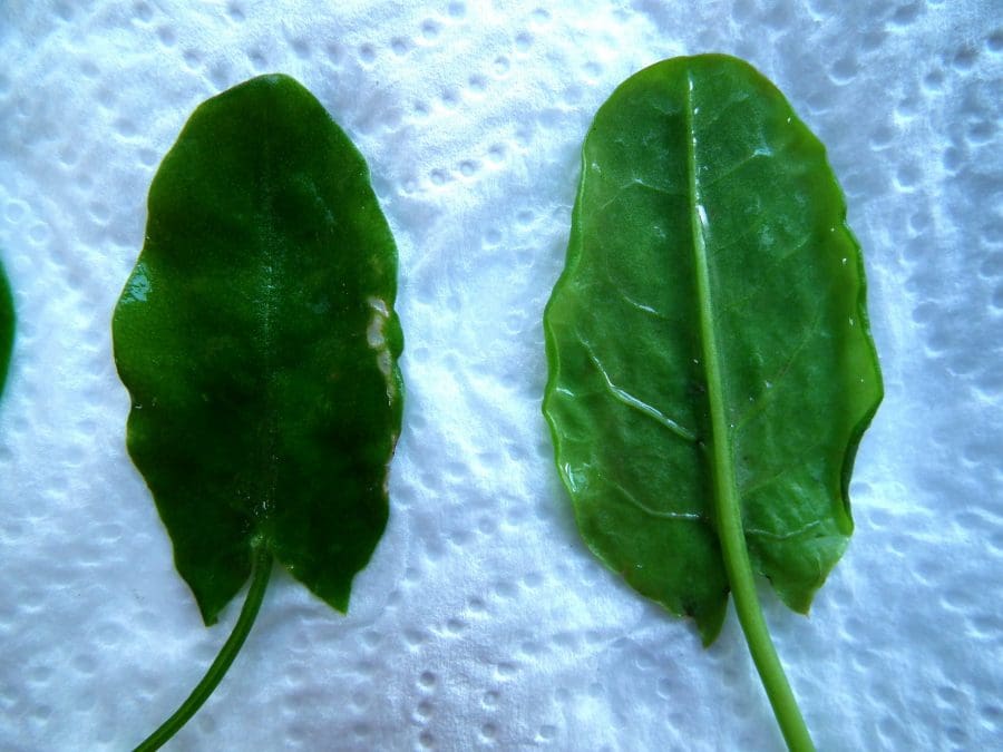 Common Sorrel (Rumex acetosa) Identification