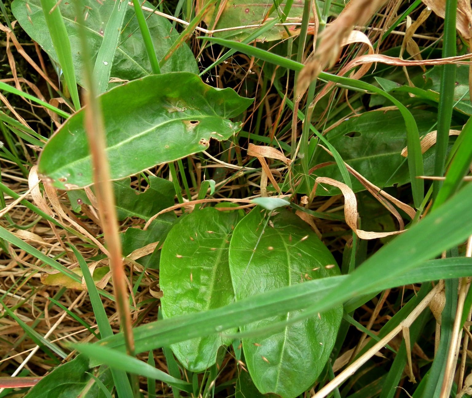 Common Sorrel (Rumex acetosa) Identification