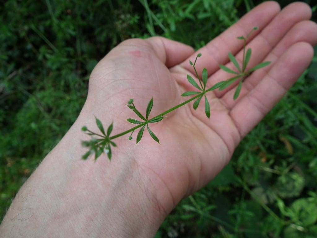 Cleavers (Gallium aparine) Identification