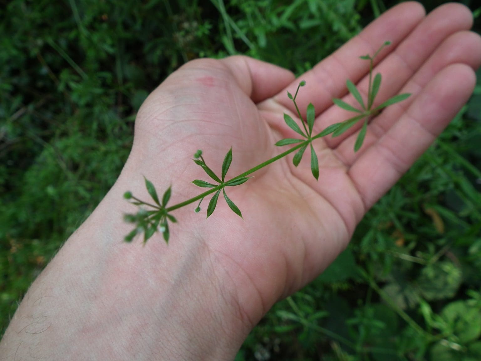 Cleavers (Gallium aparine) Identification