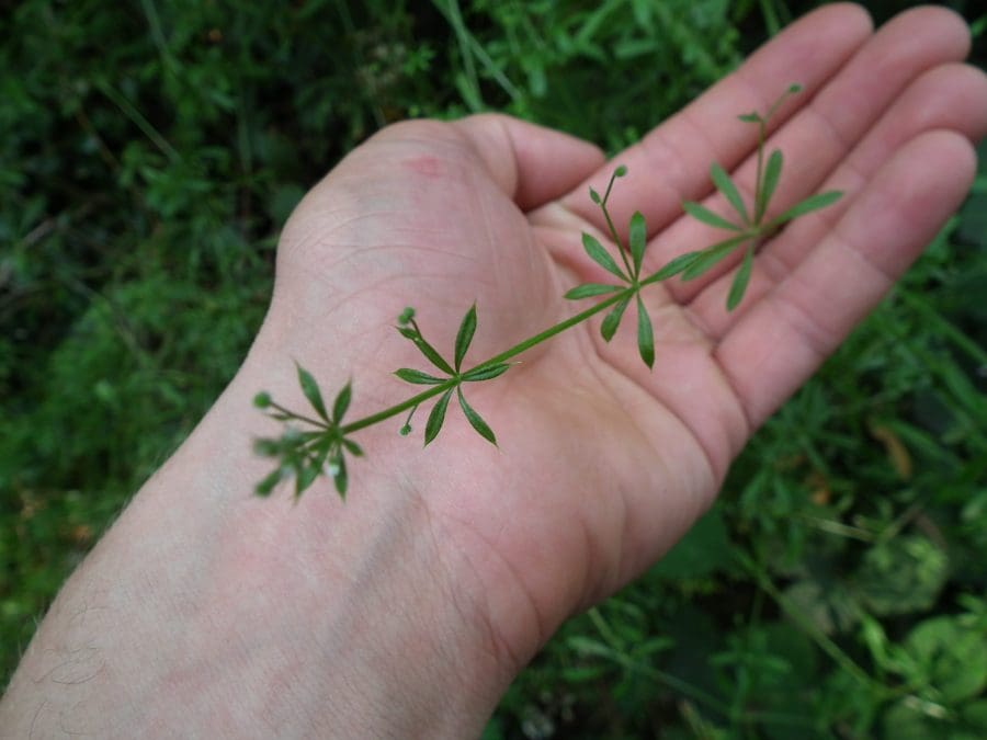 Cleavers (Gallium aparine) Identification