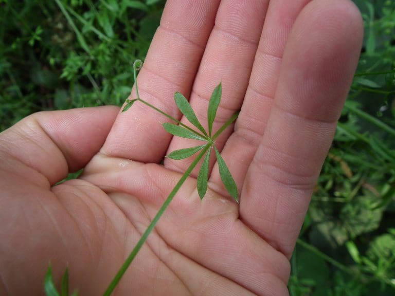 Cleavers (Gallium aparine) Identification