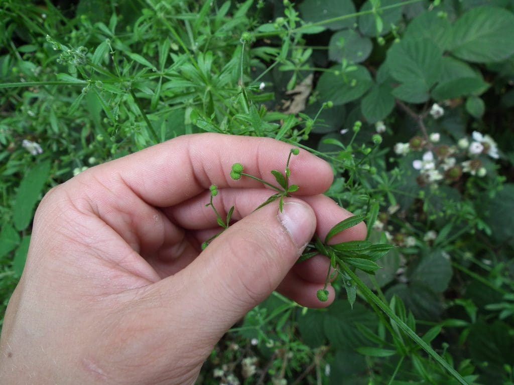 Cleavers (Gallium aparine) Identification