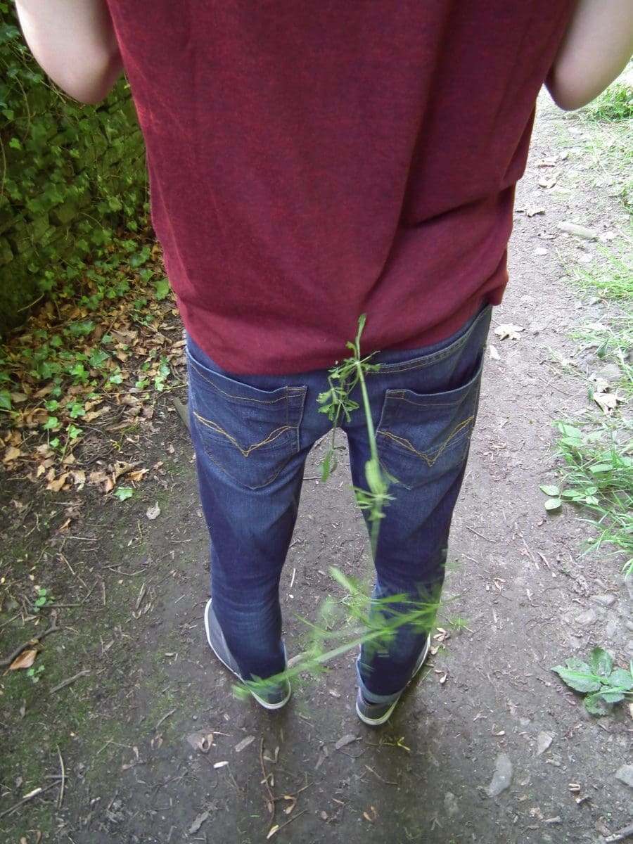 Cleavers (Gallium aparine) Identification