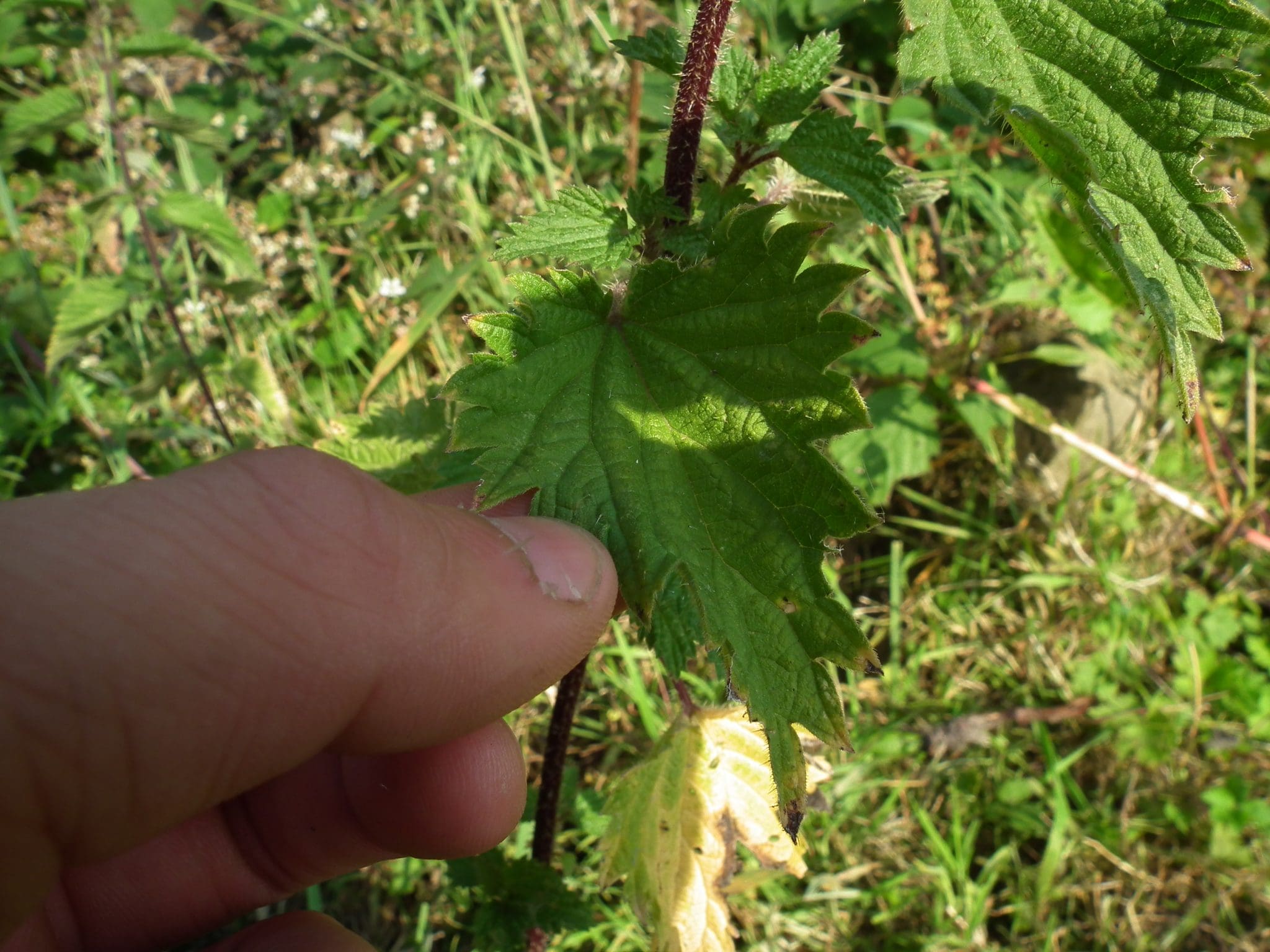 Stinging Nettles (Urtica Dioica) Identification