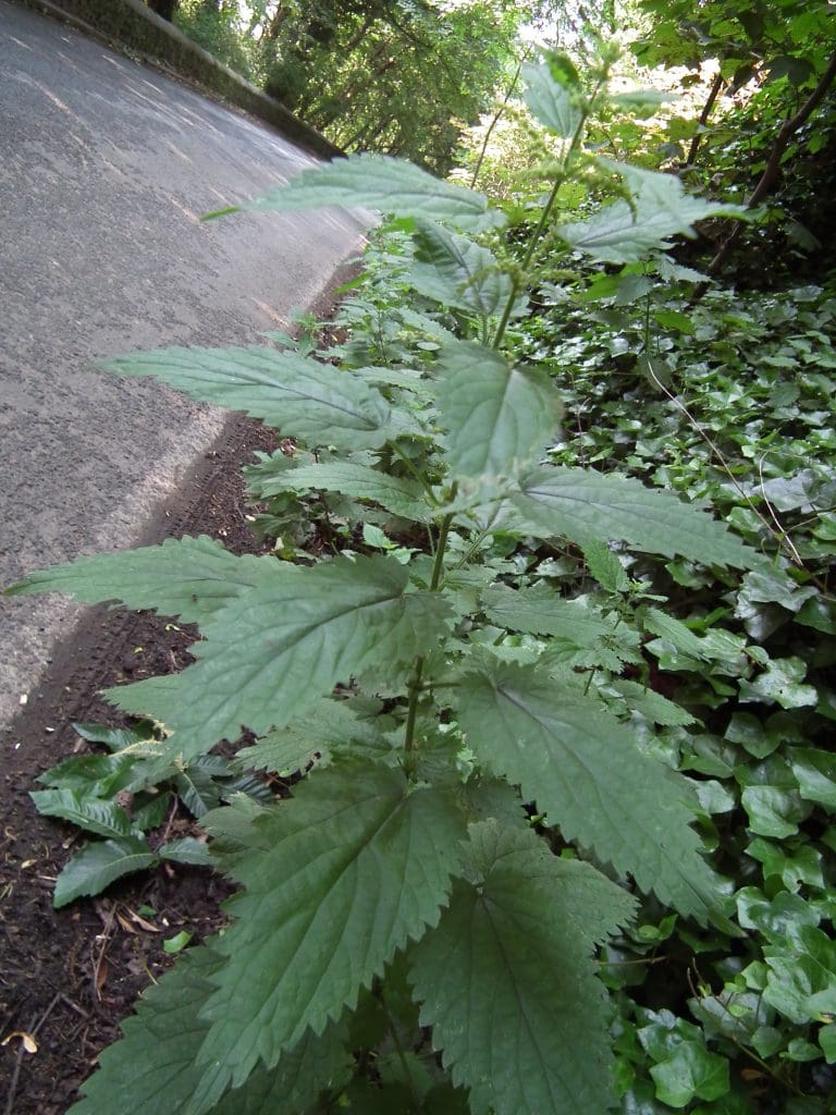 Stinging Nettles (Urtica Dioica) Identification
