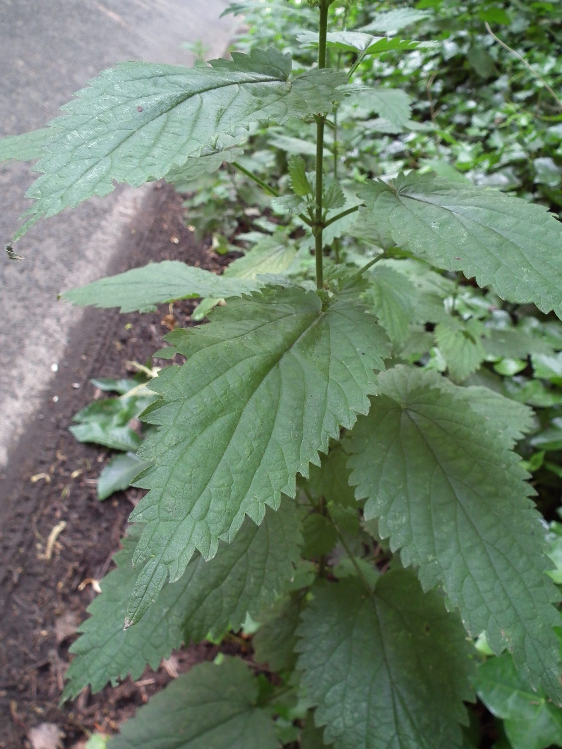Stinging Nettles (Urtica Dioica) Identification