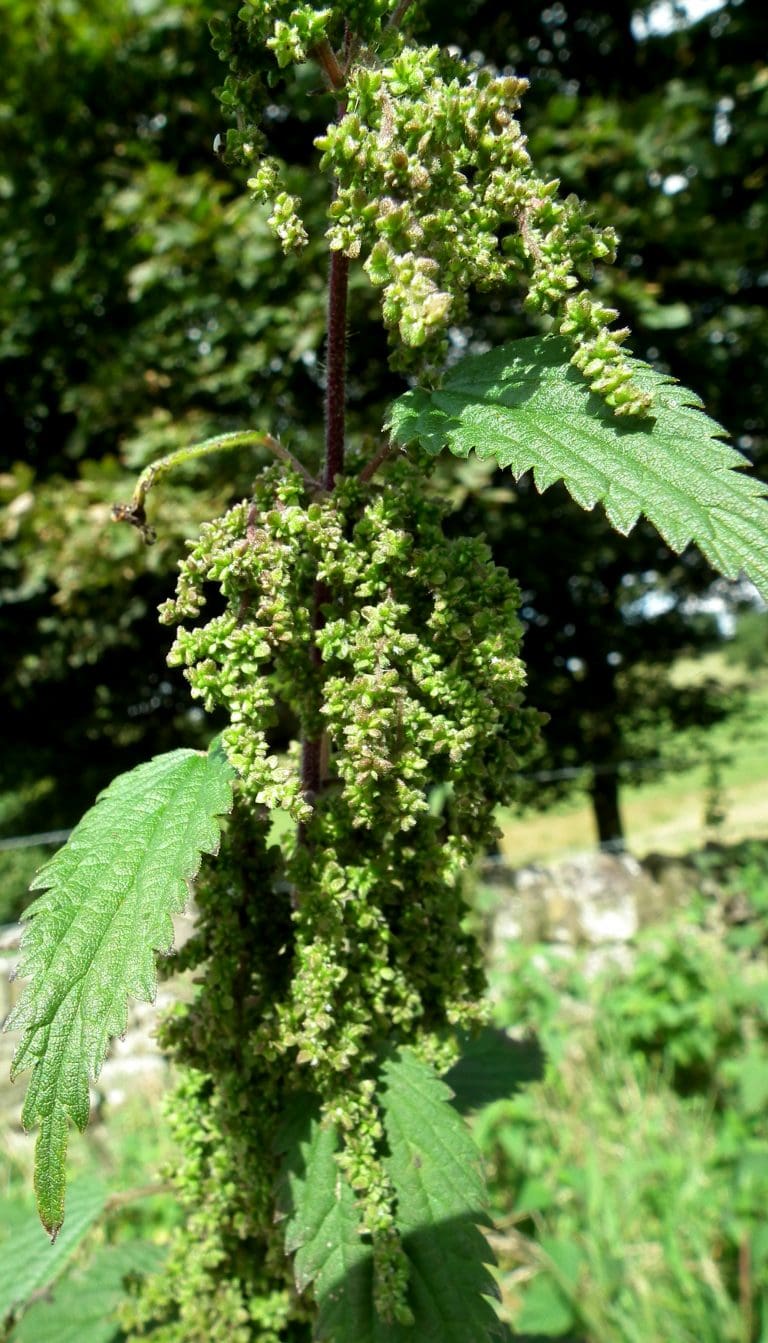 Stinging Nettles (Urtica Dioica) Identification