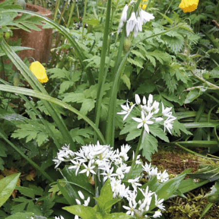 Ragwort (Senecio jacobaea) Identification Guide