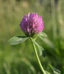 Clovers (Trifolium repens) Identification