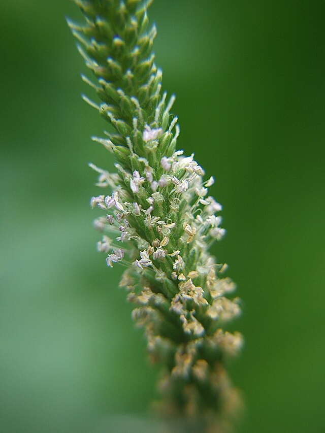Broad Leaved Plantain (Plantago major) Identification