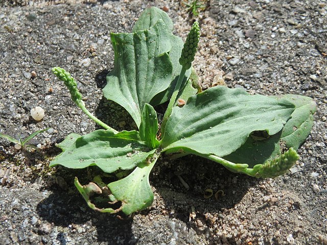 Broad Leaved Plantain (Plantago major) Identification