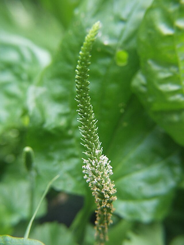 Broad Leaved Plantain (Plantago major) Identification